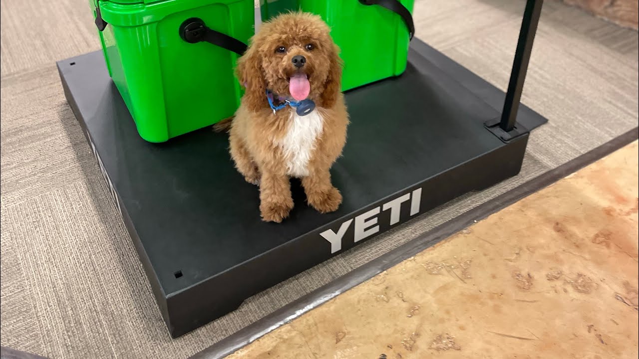 Toby | 6 Month Old Cavapoo | Arizona’s Best Puppy Trainers - YouTube