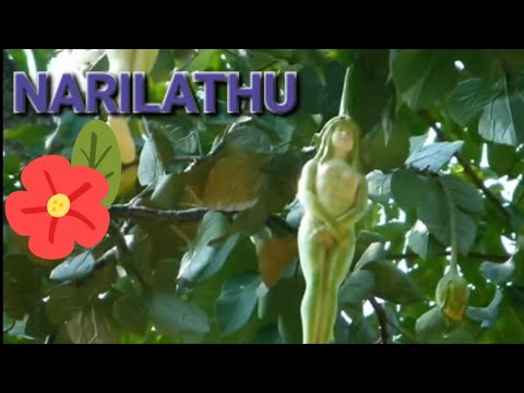 The NARILATHA flower grows from a type of tree in India and is shaped ...
