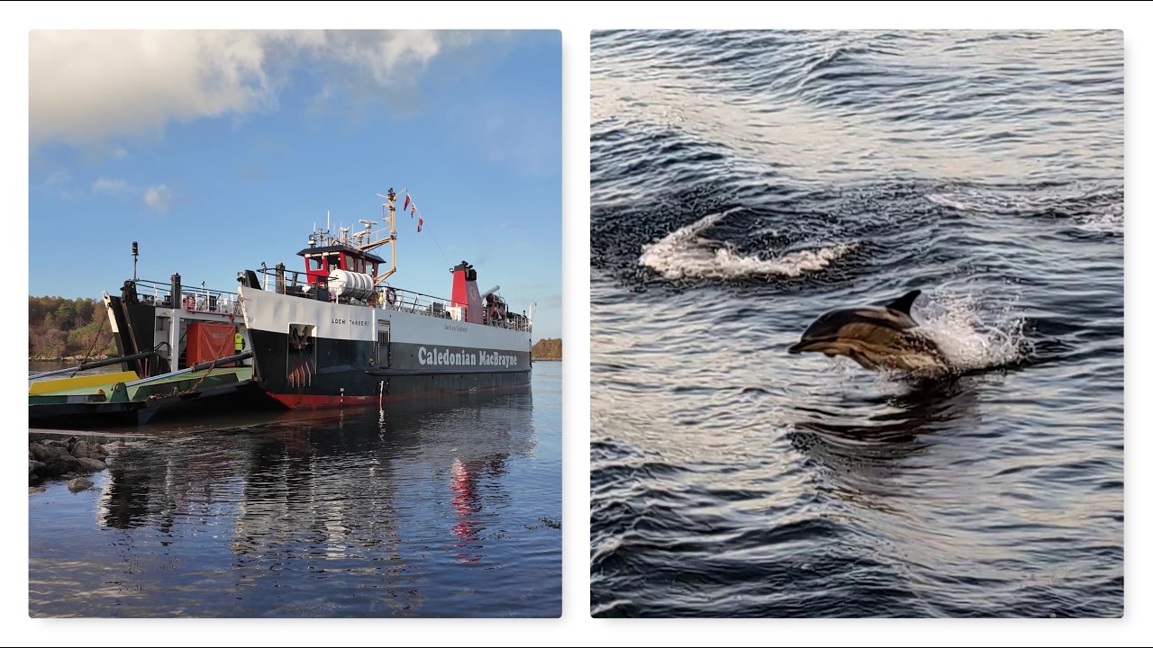 Dolphins Chasing MV Loch Tarbert | CalMac Ferry - YouTube