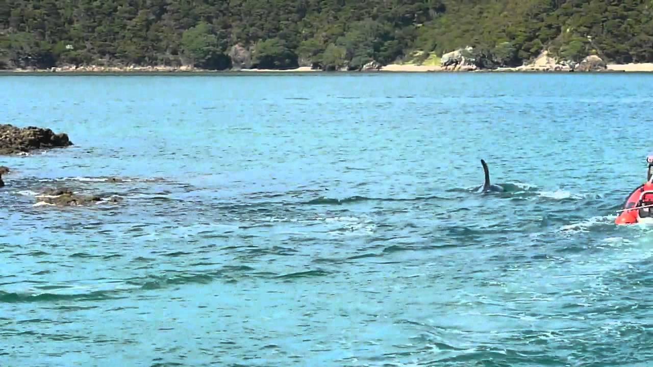 Orca in The Bay of Islands - YouTube