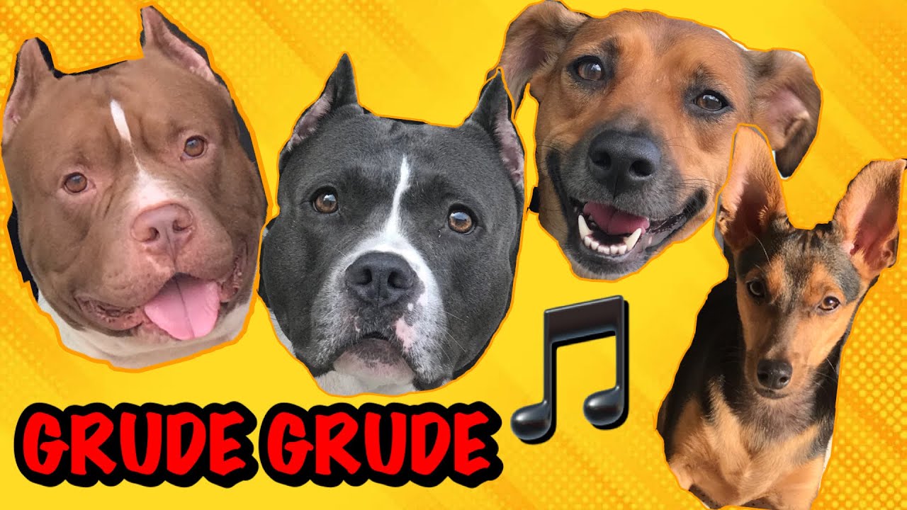 No grude grude 🎵 (canção) - YouTube