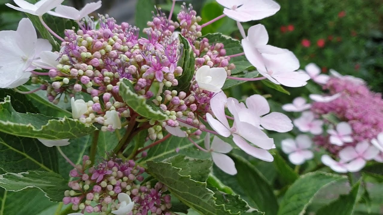 Hydrangea macrophylla Maculata - YouTube