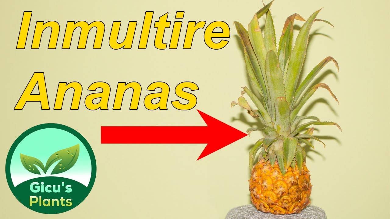 Inmultire Ananas experiment - Am cumparat un mini Ananas - YouTube