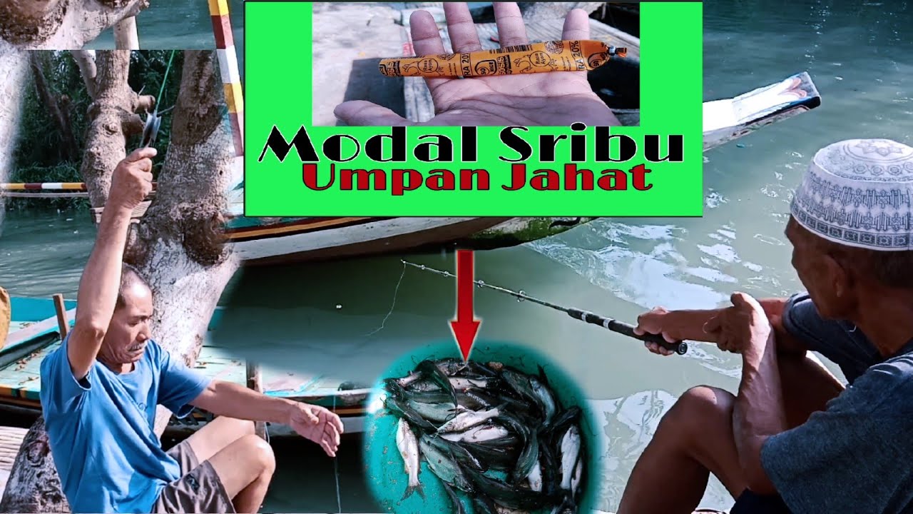 Mancing Ikan Manyu Umpan Sosis Modal Sribu #mancing #mancingmania # ...
