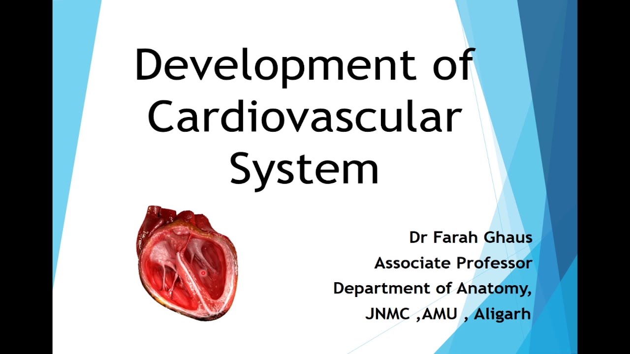 Development of Cardiovascular System - YouTube