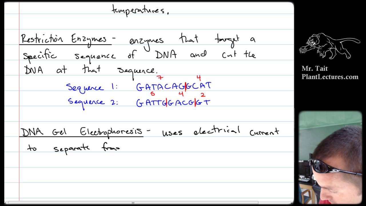 AP Biology - Genetics - Lesson 15: DNA Analysis Technology - YouTube