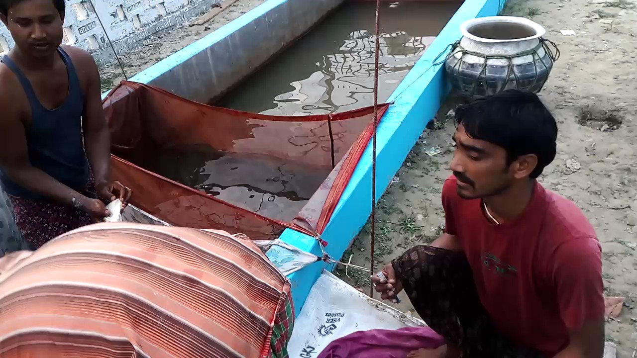 Carp Breeding at Hatchery || Carp Reproduction - YouTube