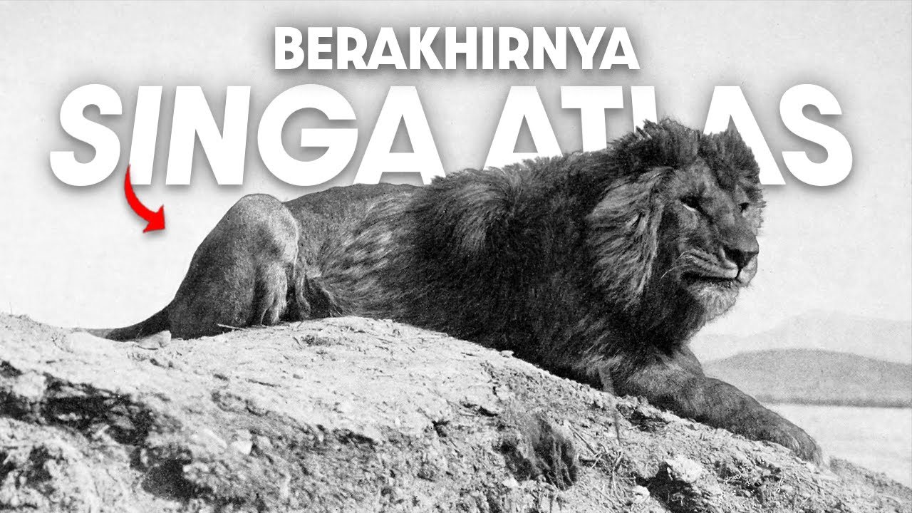 Singa Terbesar di Dunia Punah Karena Gladiator? | #BelajarDuniaPurba ...