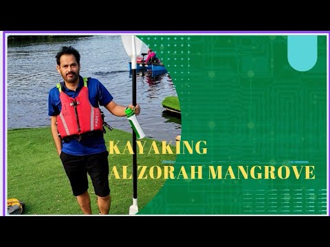 Al Zorah Natural Reserve- Ajman I Kayaking I Mangroves - YouTube