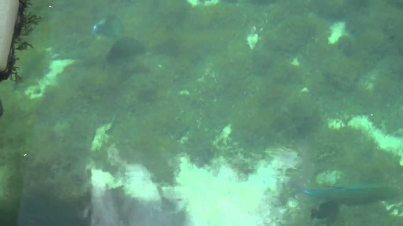 baby tiger shark - YouTube