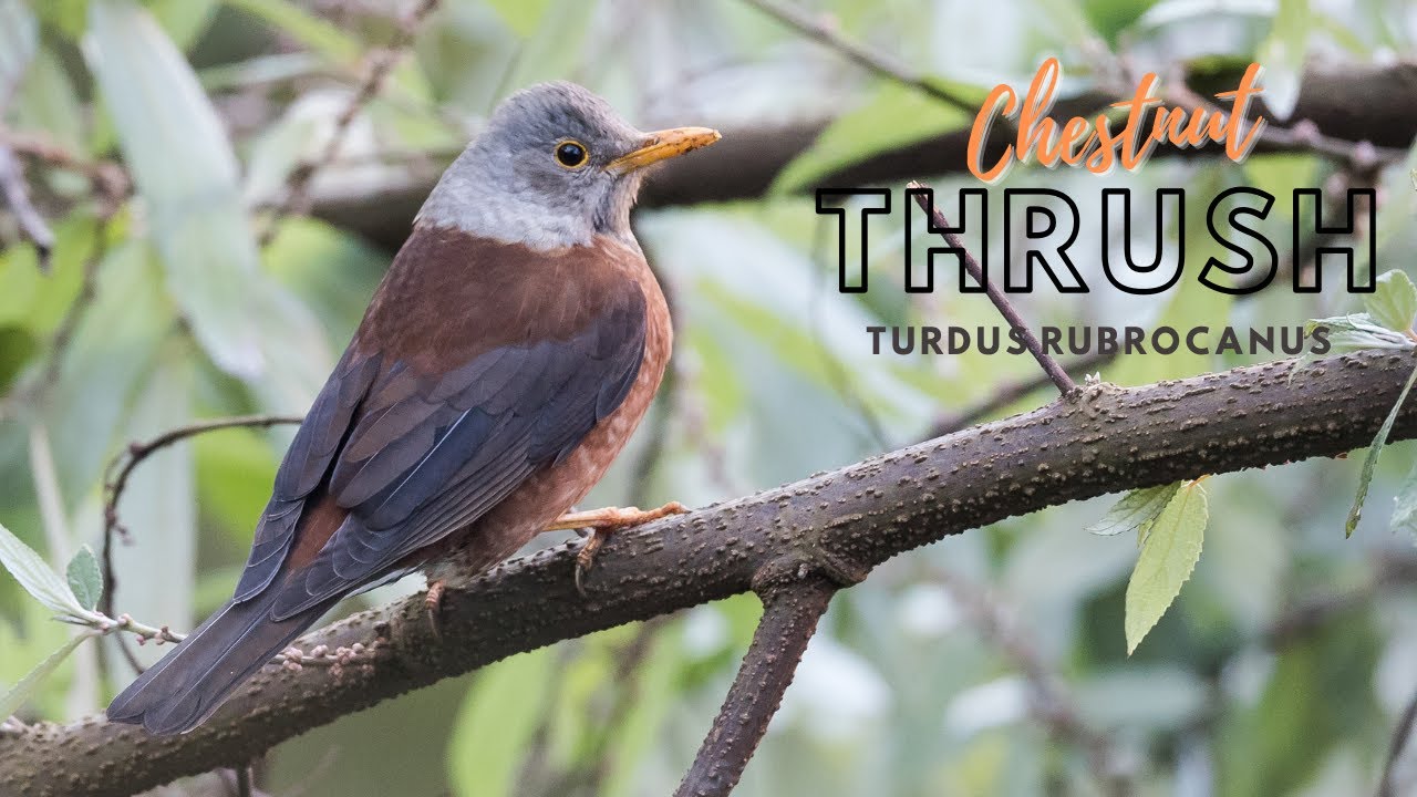 A shy thrush.... Chestnut Thrush - Turdus rubrocanus, #Birds, # ...