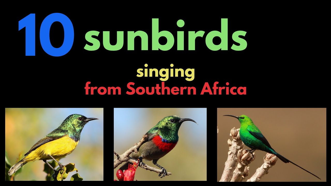 10 sunbirds singing from Southern Africa - YouTube