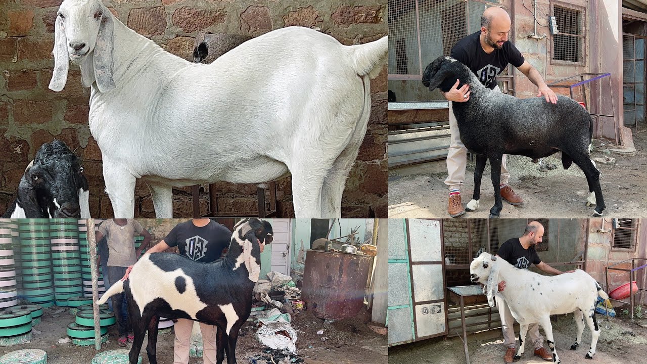 MOST AGGRESSIVE SHEEP OF INDIA | BIGGEST SELF FEEDING GOATS IN INDIA ...