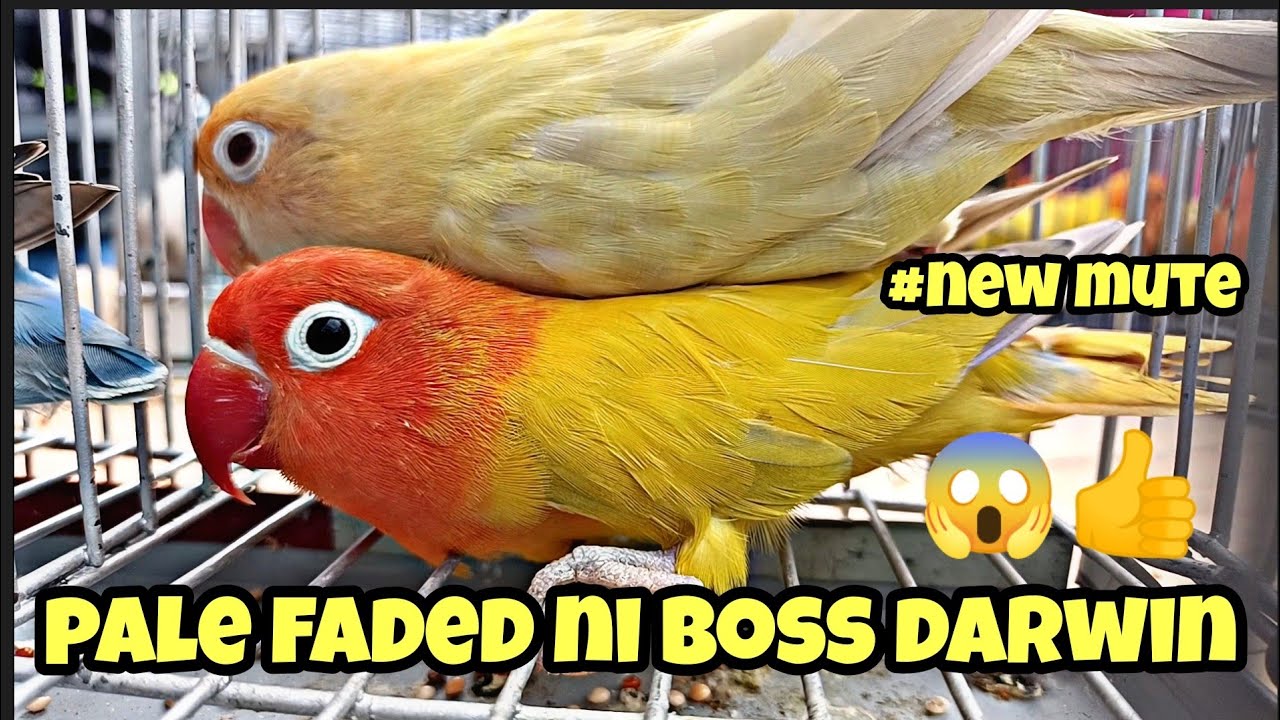 bocaue tiange day#pale faded ni boss Darwin ang Ganda 👍😱 - YouTube
