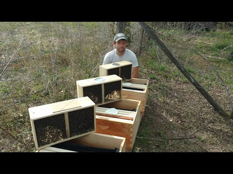 🔵Fixing our queenless and broodless package! - YouTube