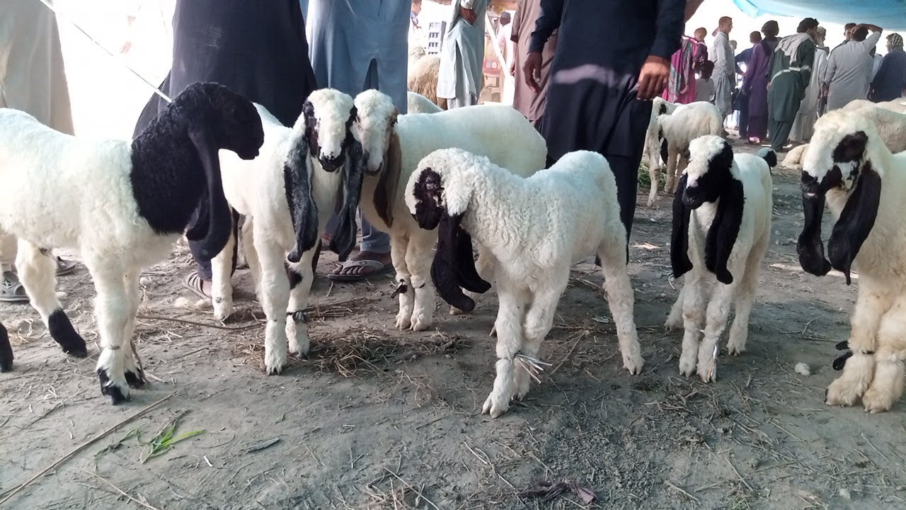 Pure noorpuri chatra for sale -Kajla chatra for sale today - Baby ...