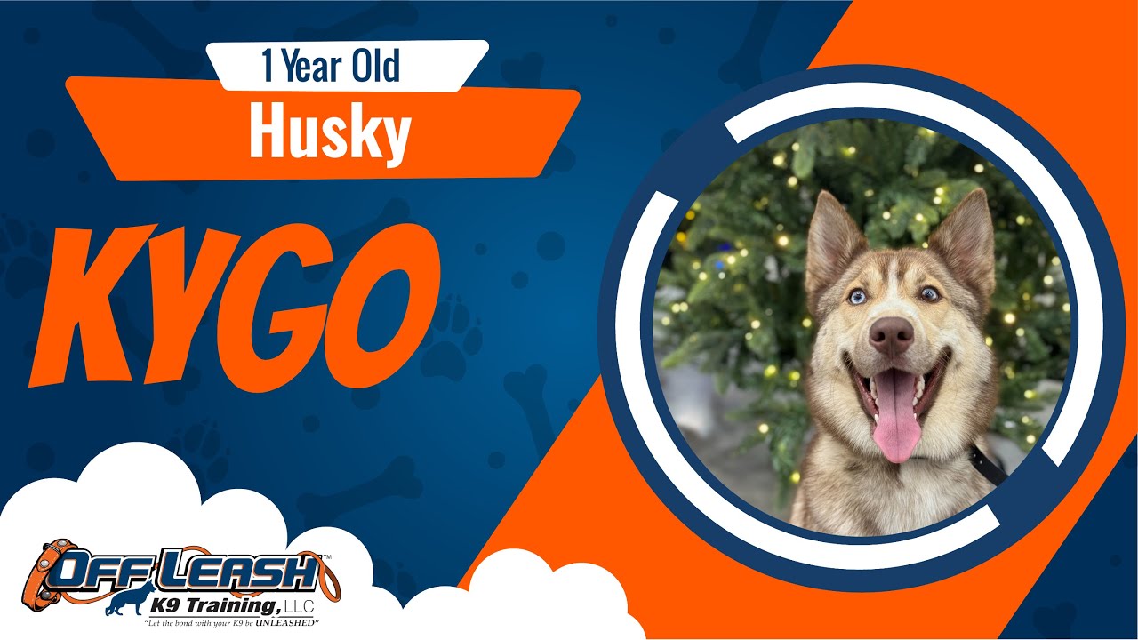1 Yr Old Husky | Best Husky Training | Off Leash K9 | Board & Train ...