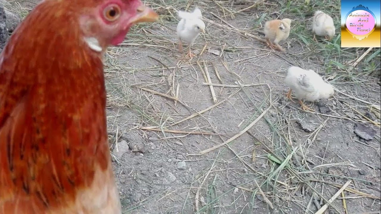 Cute Baby Chicks Learning to Get Food With Mother-Kids Video - YouTube
