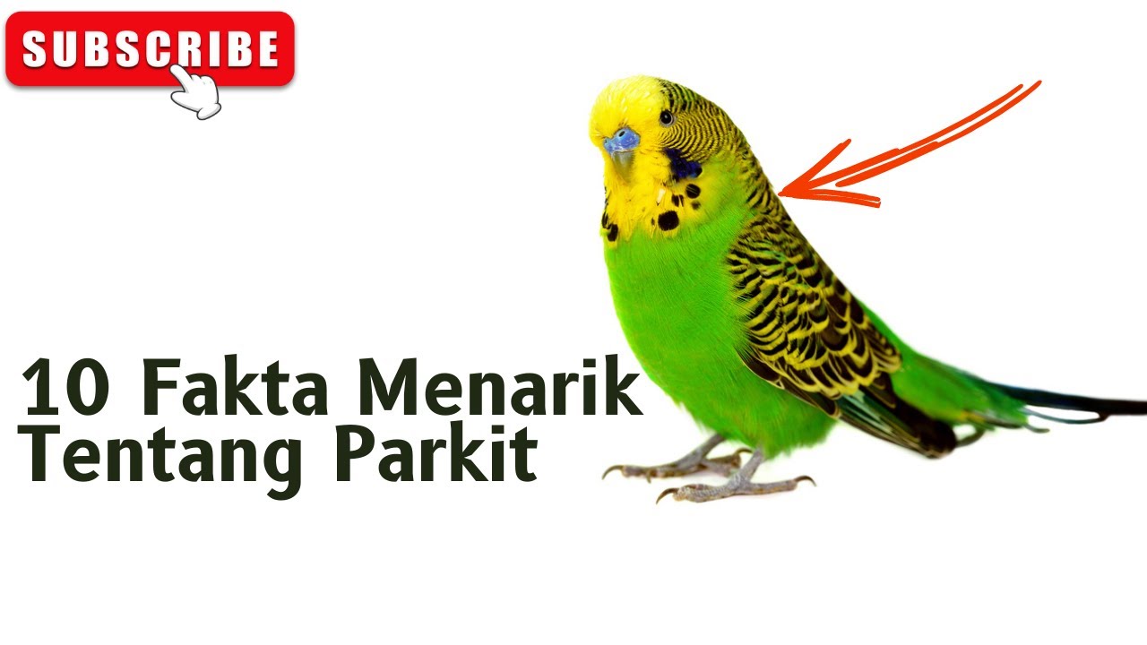 Keunikan Parkit yang Jarang Orang Paham | Ternyata ? - YouTube