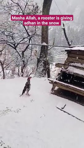 Masha Allah, a rooster is giving adhan in the snow #youtubeshorts # ...