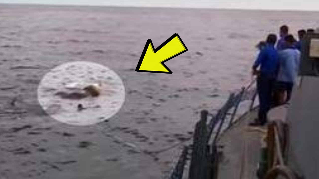 Navy Confused By Large Mass In Water, The Minute They Recognize It They ...