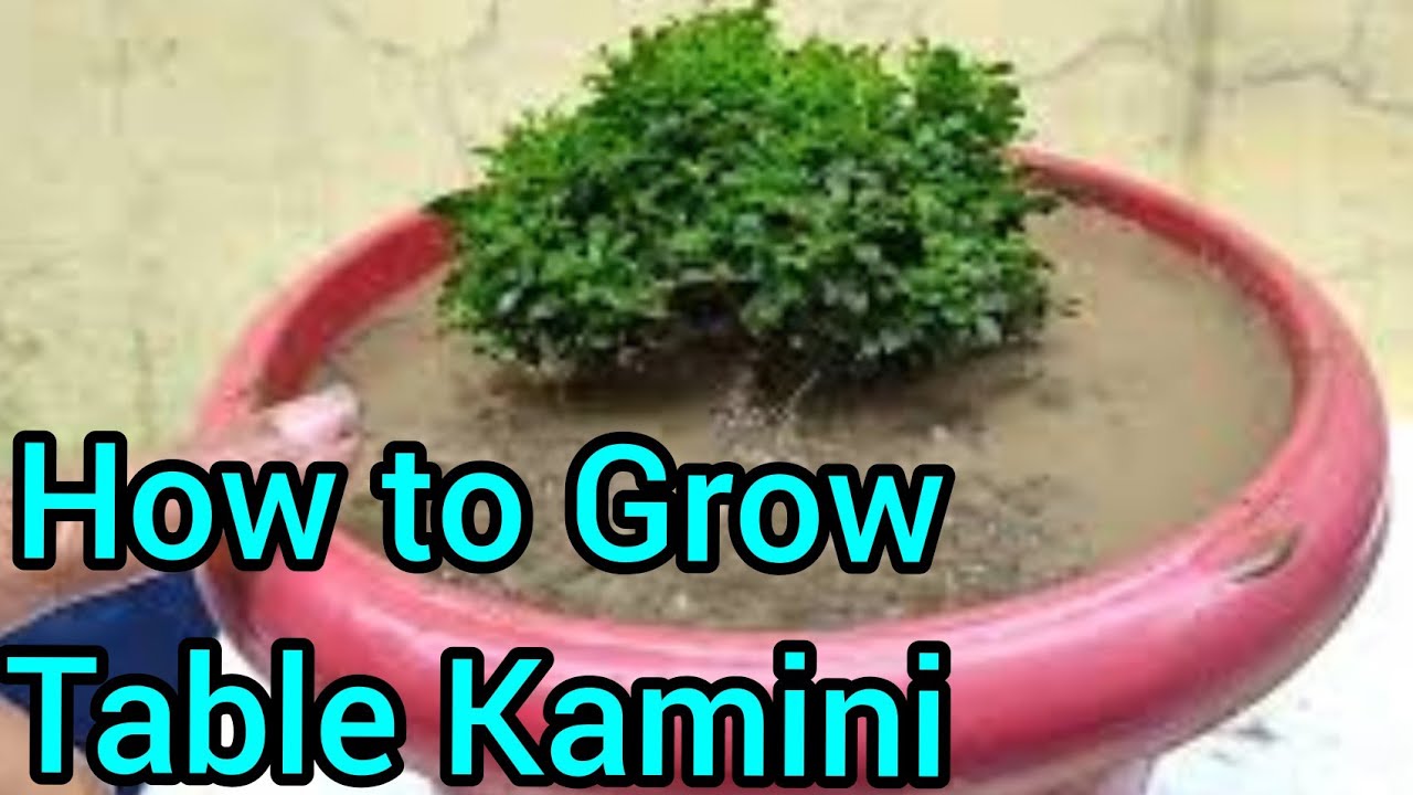 How to Grow & care table Kamini/Murraya Paniculata | Propagation & care ...
