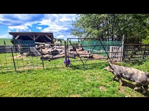 THE PIGS ESCAPED! // Whitt Acres - YouTube