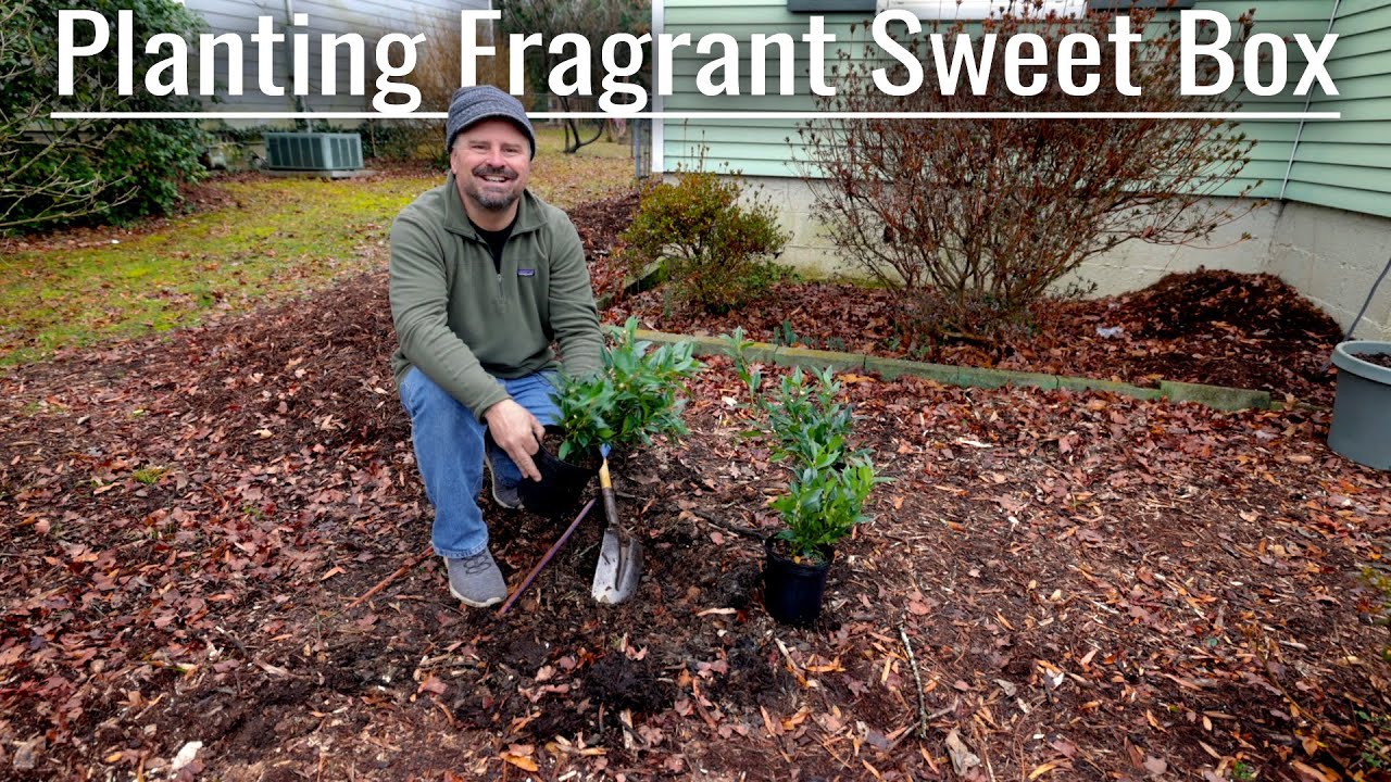 Amazing Chinese Fragrant Sweet Box - YouTube