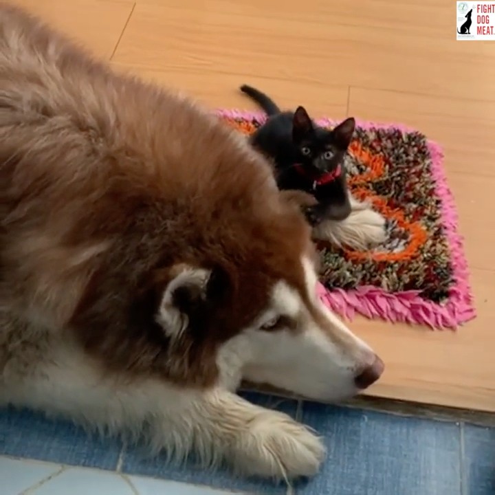 Vietnam: Our Da Lat Rescue Billy With Kitten Binx - YouTube
