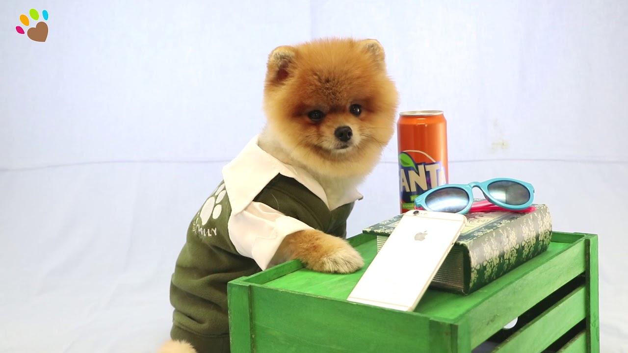 Teddy Bear Pomeranian Ginger - YouTube