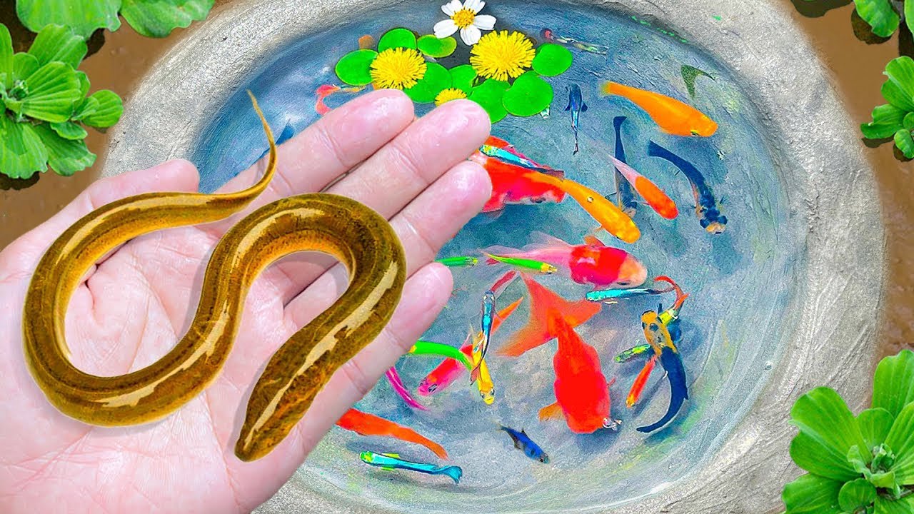 Amazing Catch Baby Eels In Eggs, Koi, Carp Fish, Guppies, Three Tailed ...