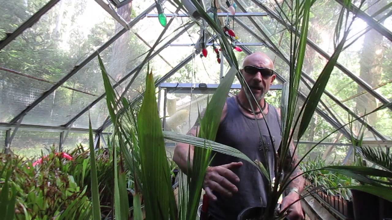 Mule Palm Butia/Jubaea x Syagrus - YouTube