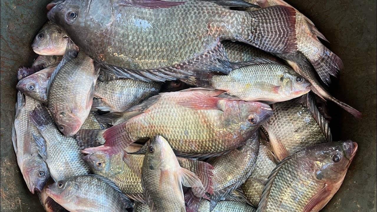 PUNO LAHAT STYRO MERON PANG MONSTER TILAPIA ( BAGONG SPOT PUNTA) - YouTube