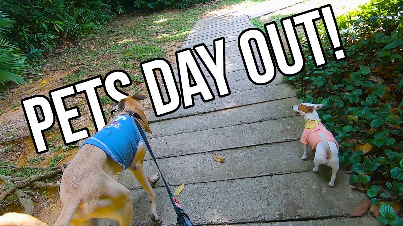 Pet's Day Out with Nparks #nparks #avs #pets - YouTube