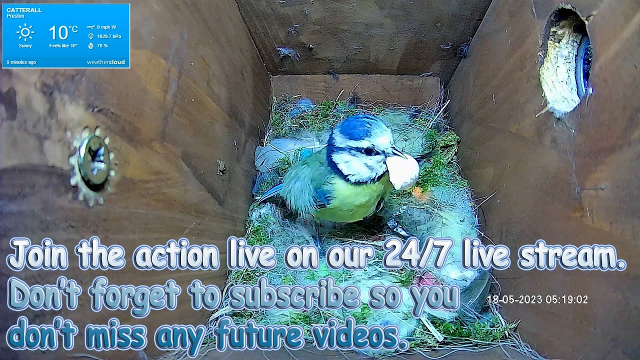 First day of hatching highlights. 18th of May 23. - YouTube