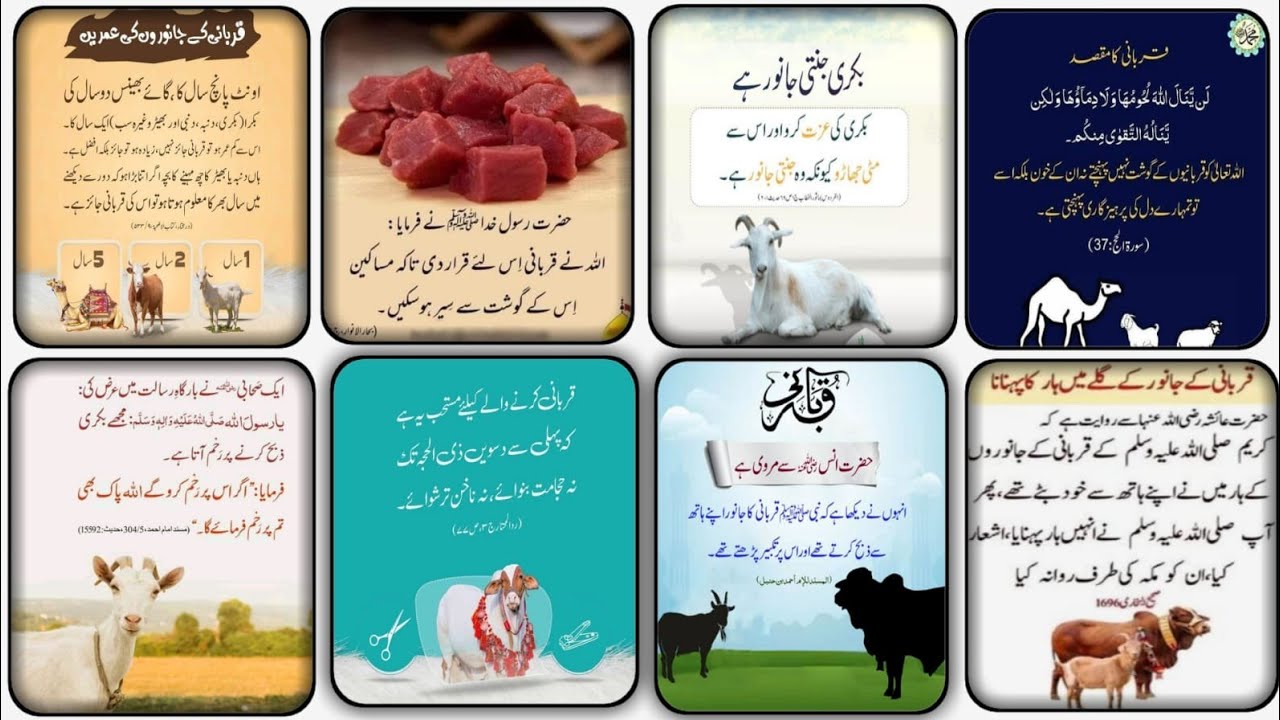 Eid ul Adha Islamic Qurbani Quotes🥀Bakra Eid Quotes In Urdu🥀Beautiful ...