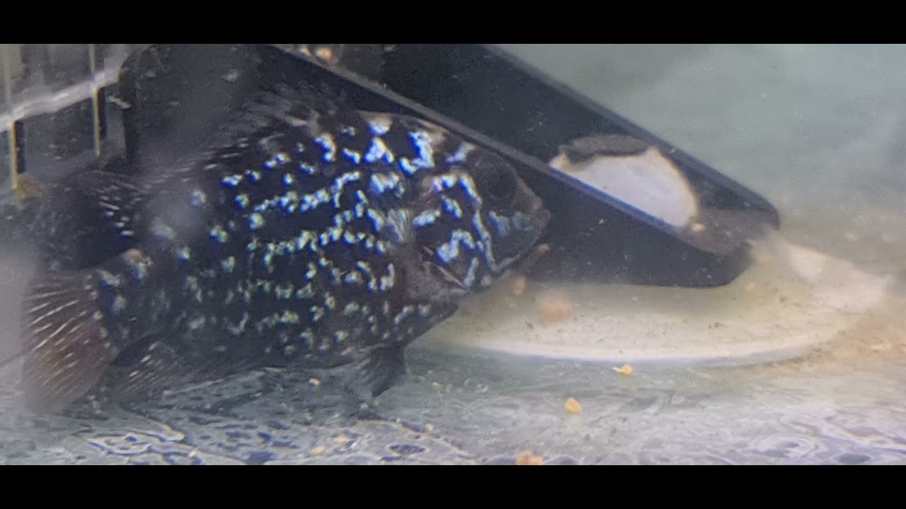 BLACK KAMFA WHAT HAPPEN ON THIS GUY NEXT? - YouTube