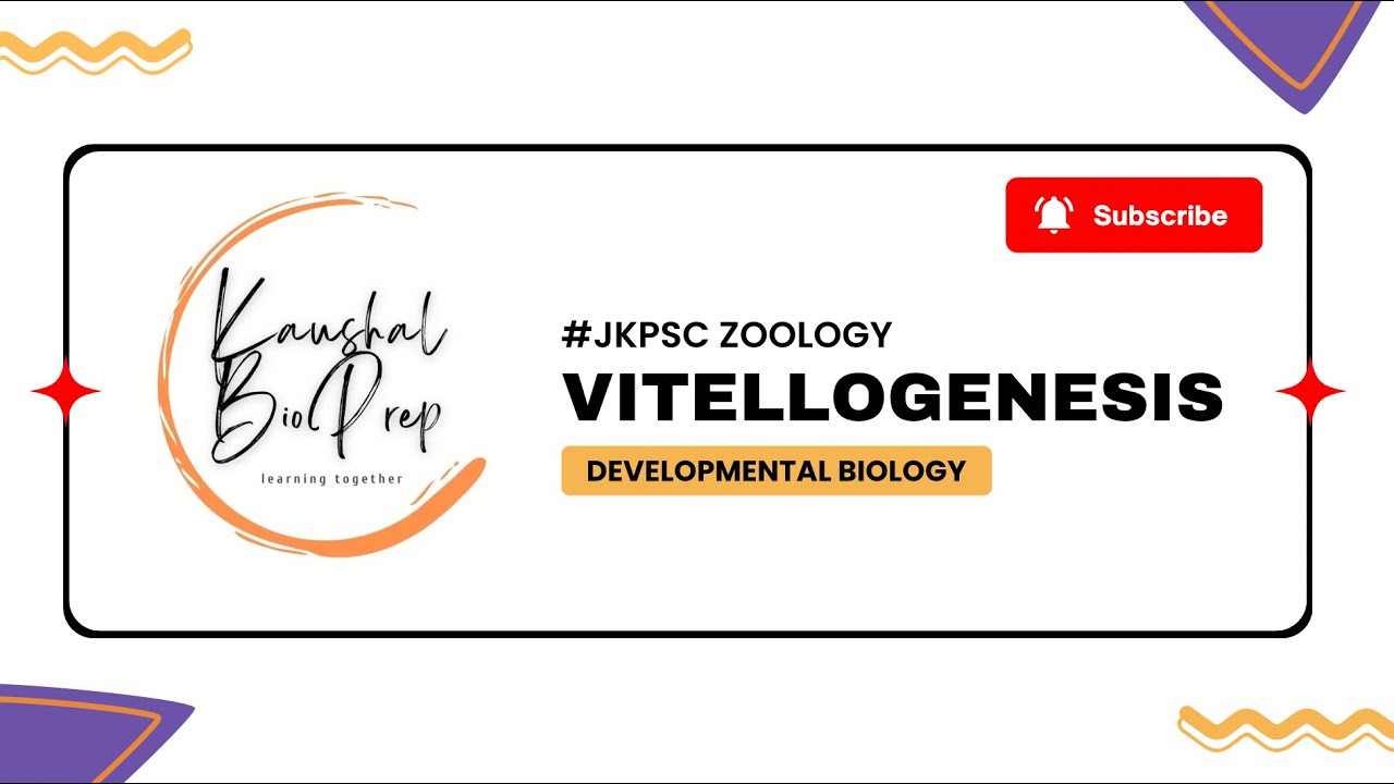 JKPSC Zoology Developmental Biology Lecture (3) VITELLOGENESIS - YouTube