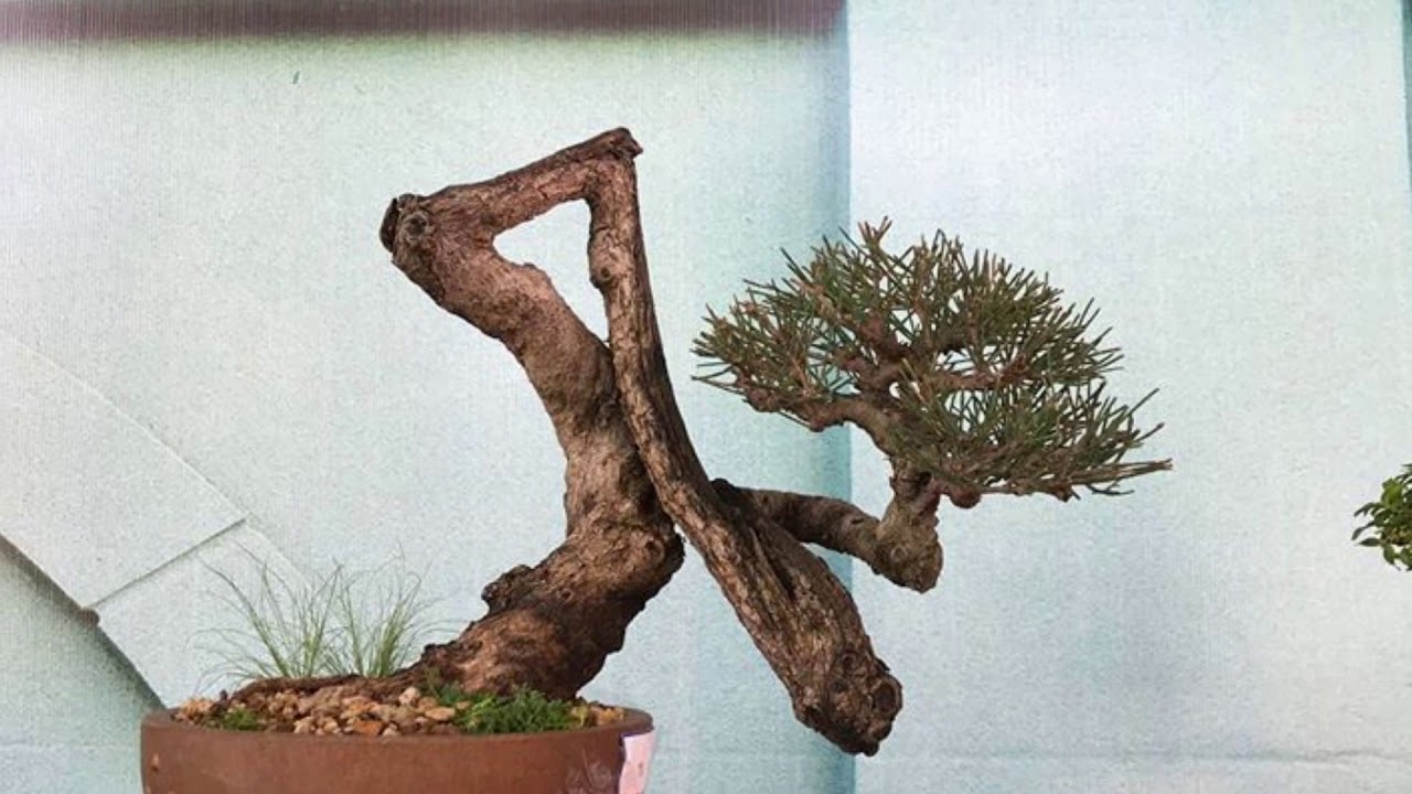Bonsai art exhibition part 2 - YouTube