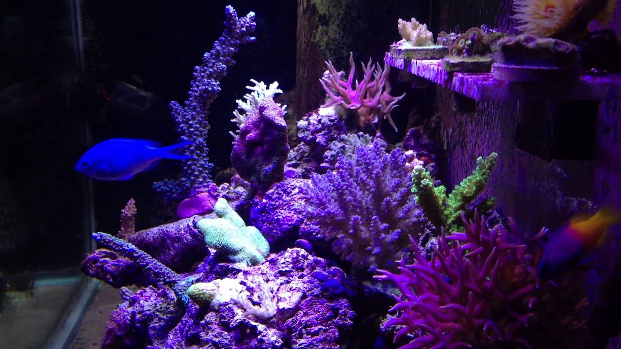 90 gallon SPS dominated, mixed reef on algae turf scrubber - YouTube