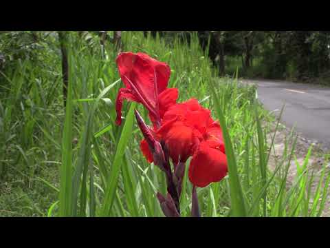 Tropical red flower Canna lily cannaceae at the edge of a road in the middle of tall green grass  4k