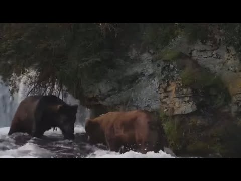 358 snuggles spirit bear; 912 denies him office, then tours Riffles ...