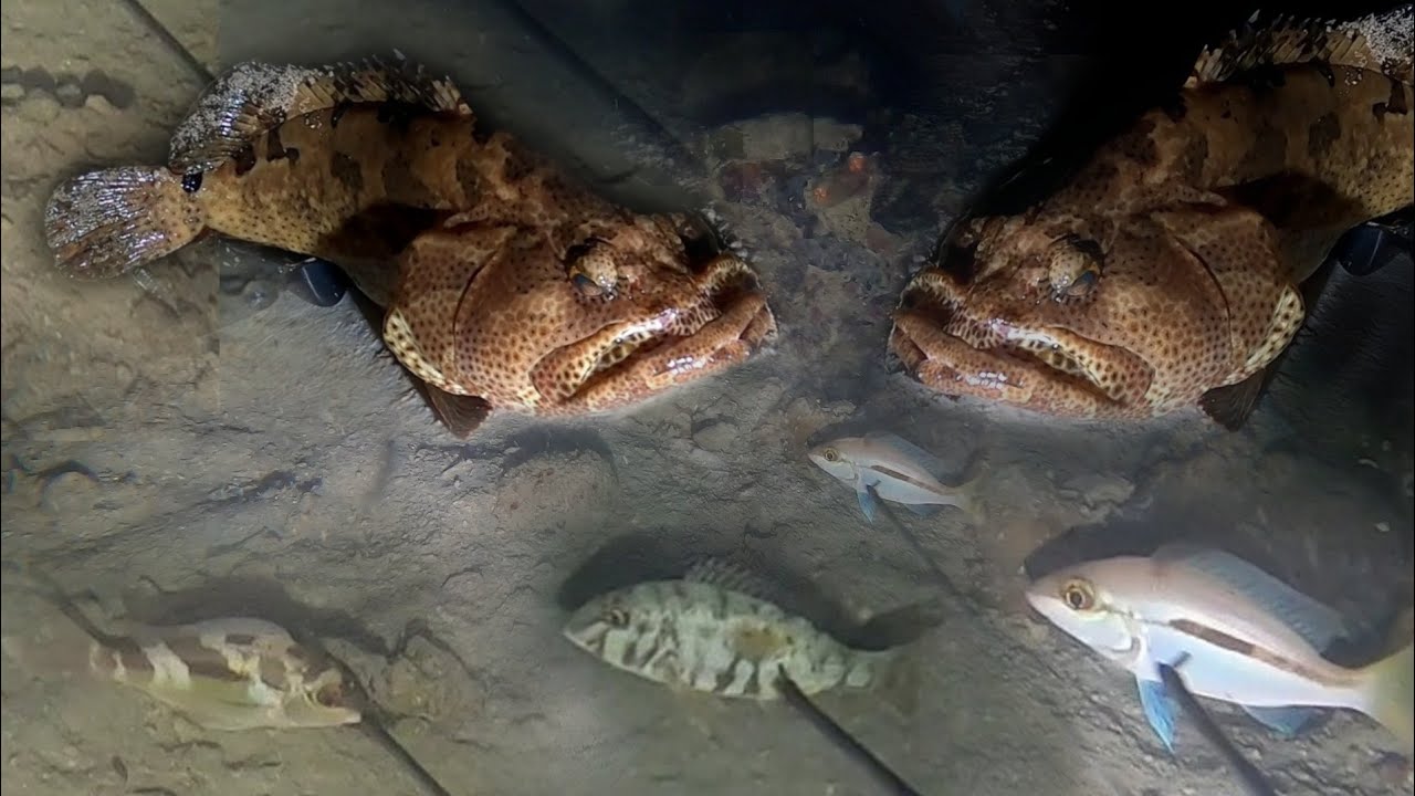 NIGHT SPEARFISHING FISH HUNTING AT NIGHT EPISODE 53| SHORT DIVE - YouTube