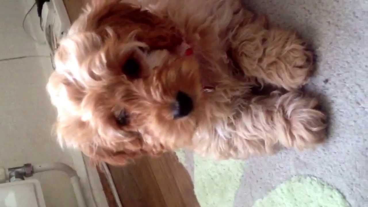 Betty-boo the cockapoo 10 weeks old - YouTube