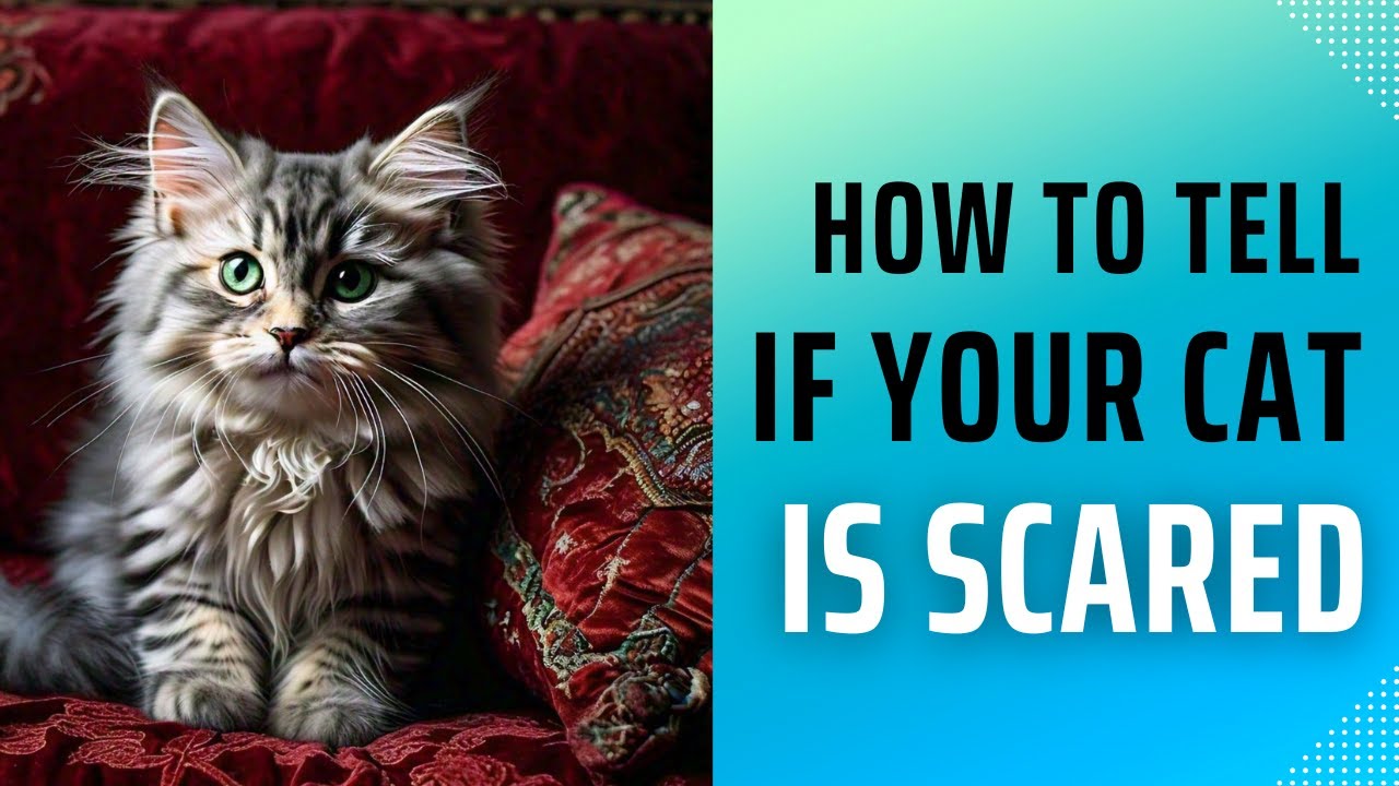 How To Tell If Your Cat Is Scared (Signs Your Cat Is Afraid) - YouTube