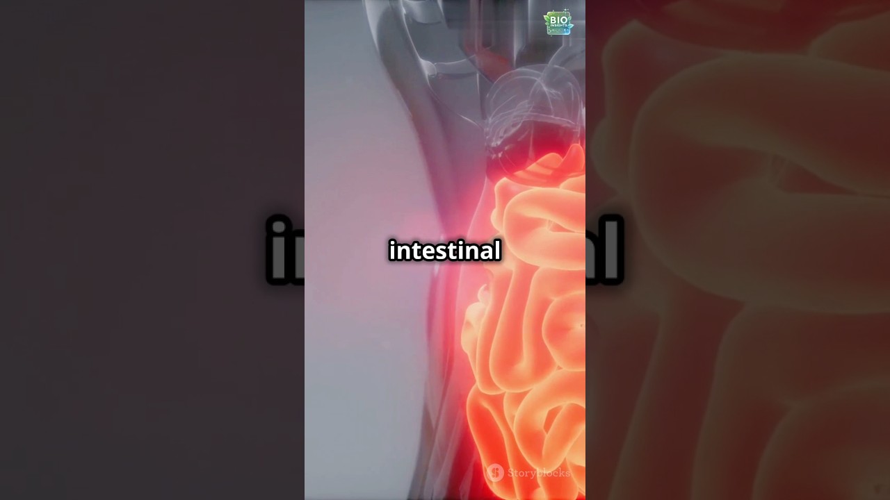 Intestinal Glands: The Secret to Digestion - YouTube