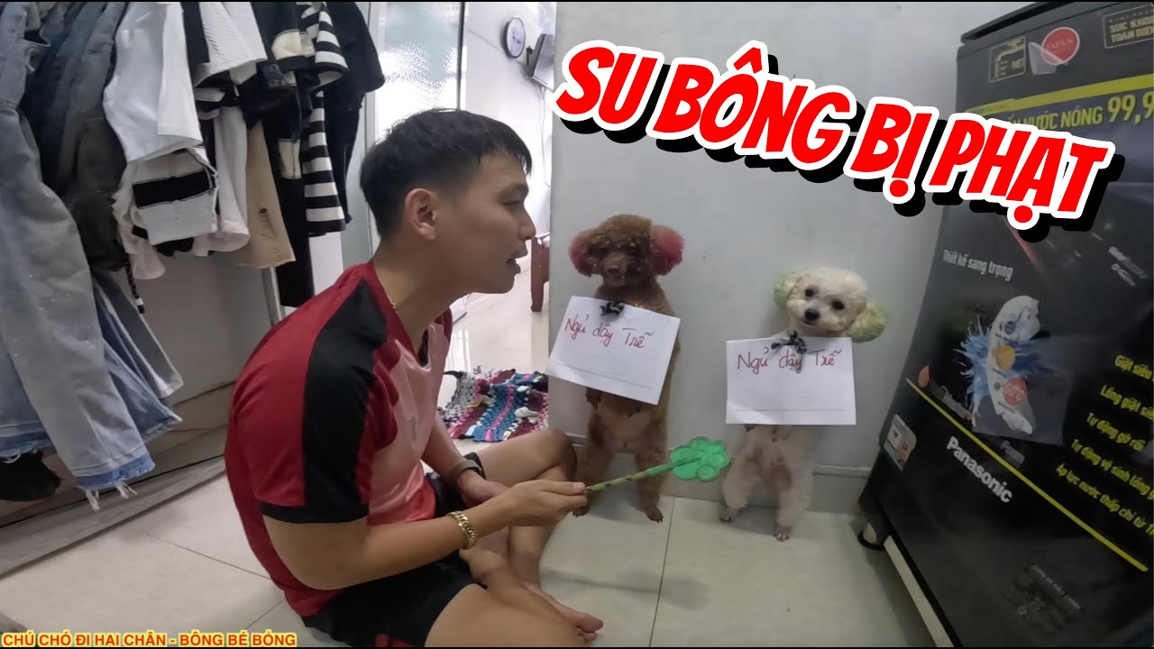 SU BÔNG BỊ A SEN PHẠT VÌ NGỦ TỚI 12H TRƯA MỚI DẬY - YouTube