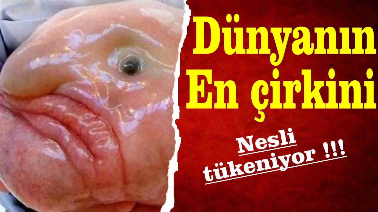 Dünyanın En Çirkin Balığı | Damla Balığının Nesli Tükeniyor - YouTube