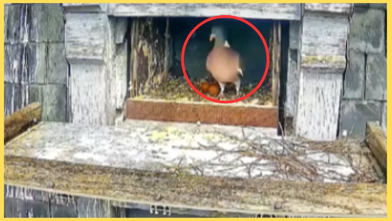 Pigeon's Shocking Plot to Take Over Falcon's Territory! - YouTube
