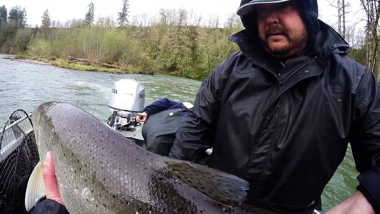 Cowlitz River Steelhead - YouTube